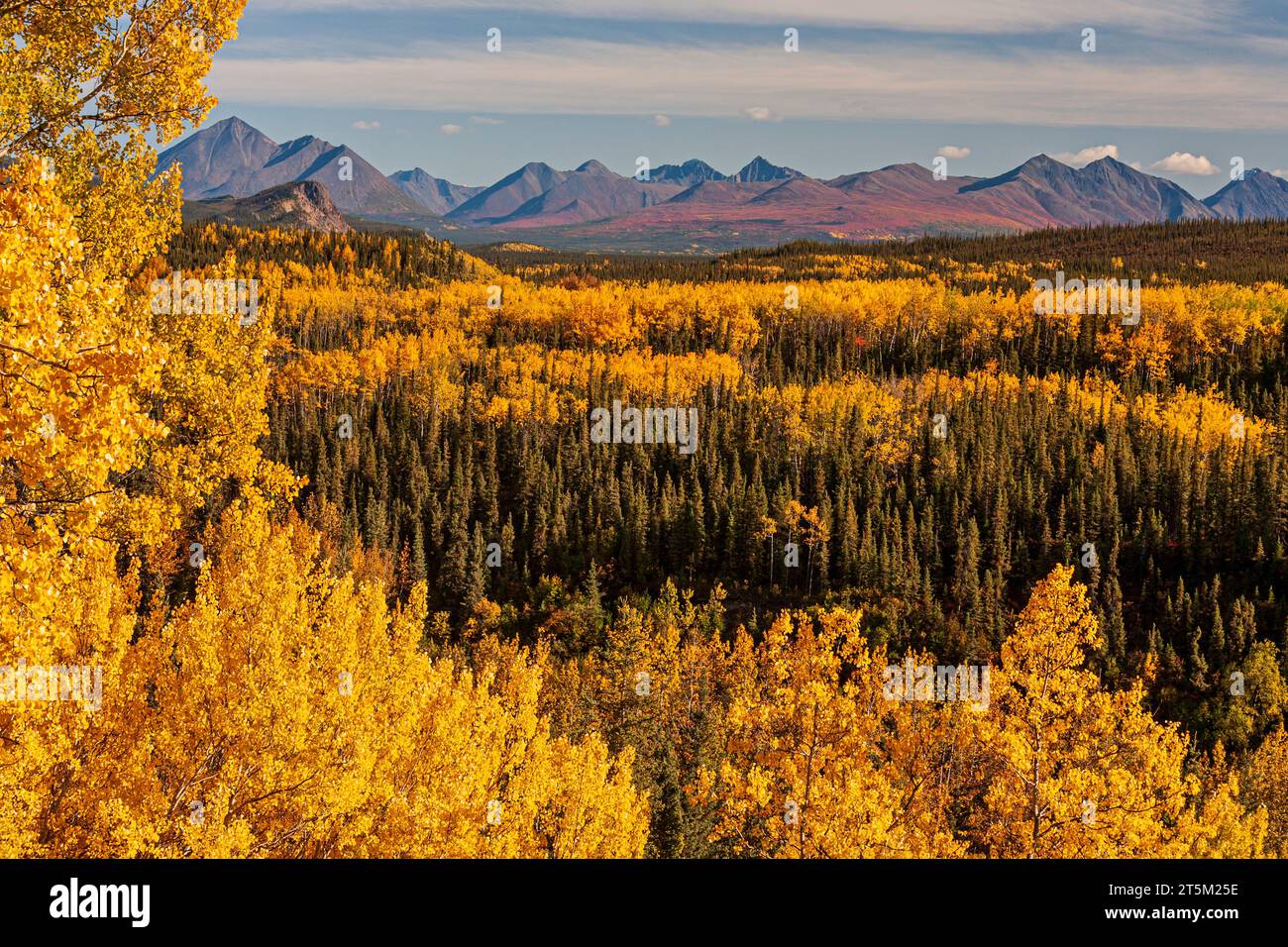 Fall colors at Denali Park Road, Denali National Park, Alaska, USA ...