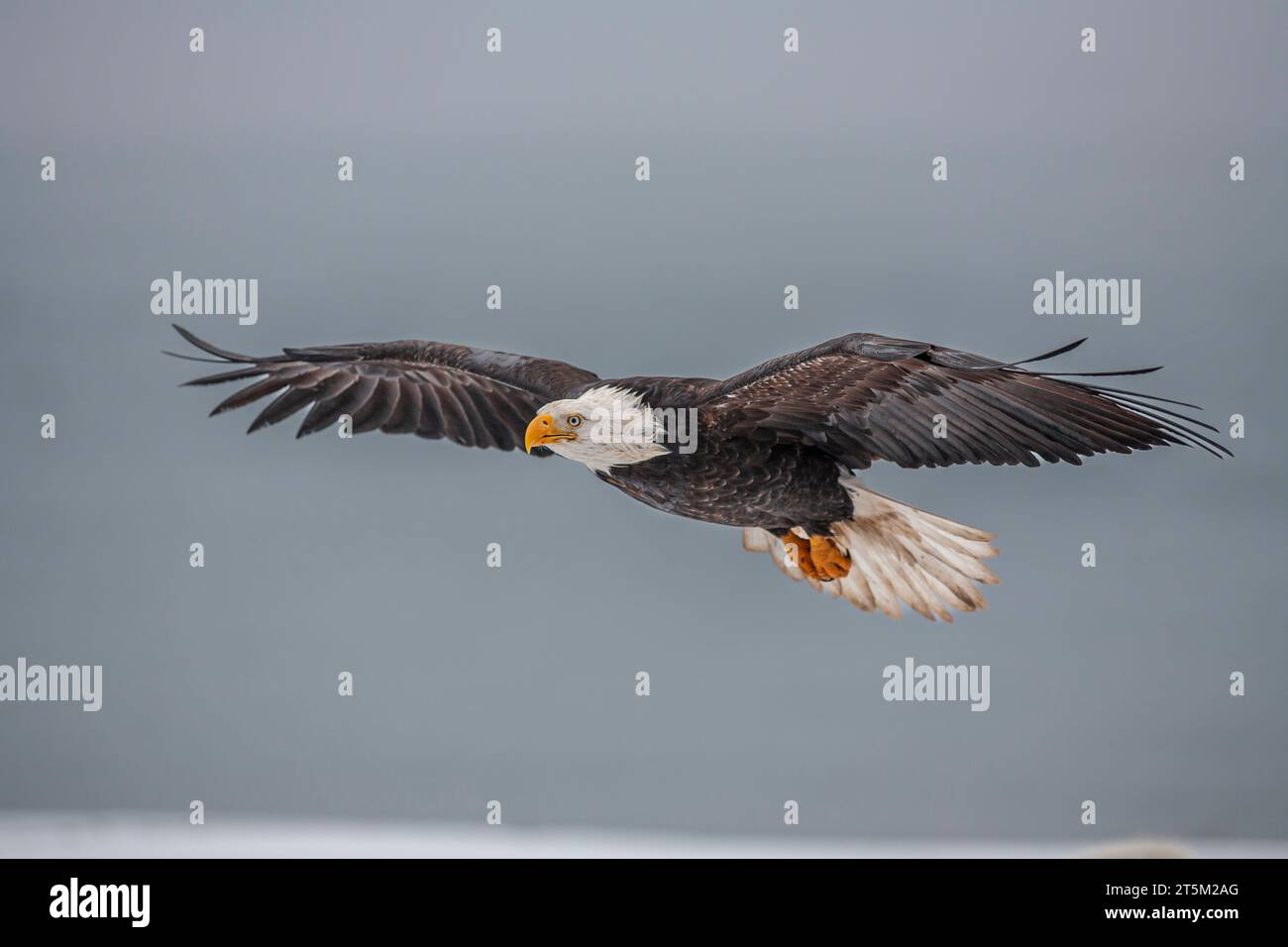 Bald Eagle, Haliaeetus leucocephalus, Homer, Homer Spit, Alaska, USA ...