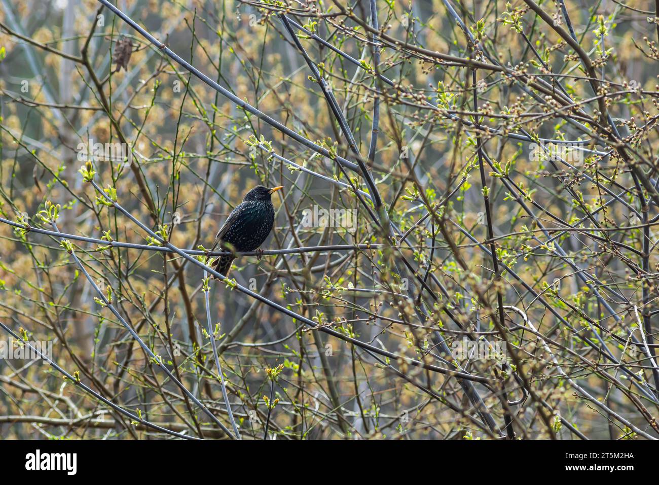 A male common starling Sturnus vulgaris displays his colors on a tree ...