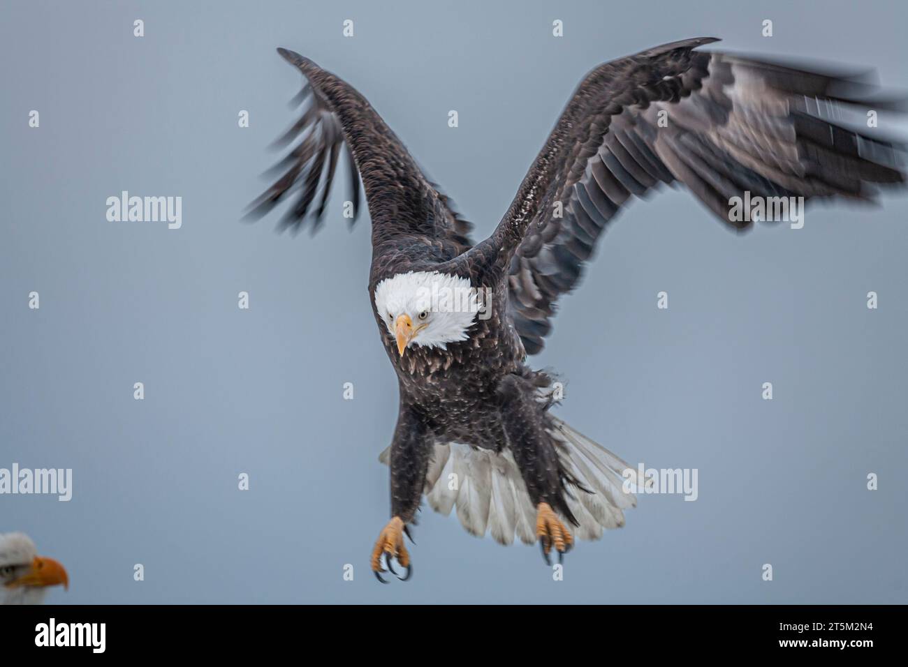 Bald eagle flying sideways homer hi-res stock photography and images ...