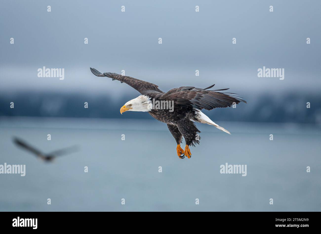 Bald eagle flying sideways homer hi-res stock photography and images ...