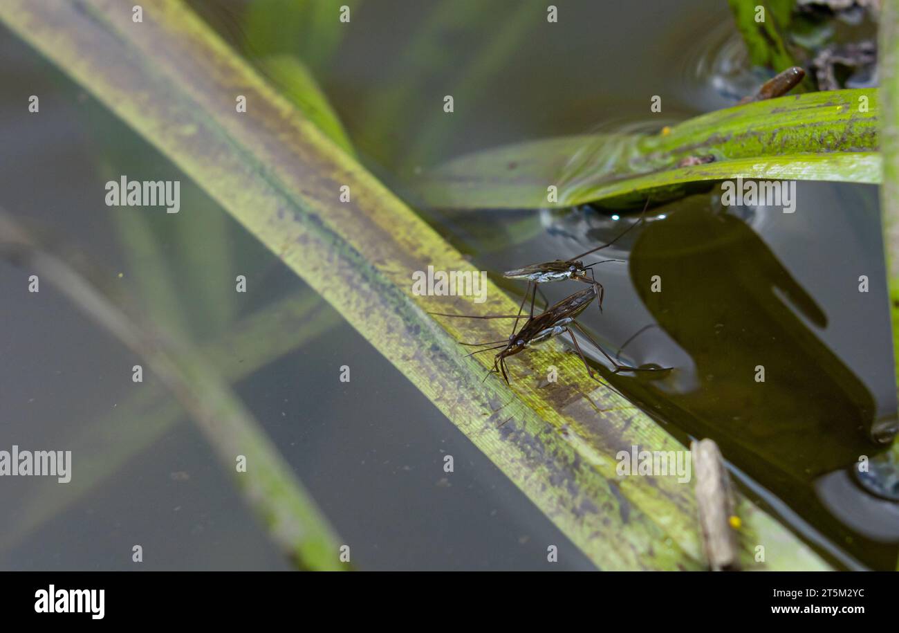 Pond water strider pond skipper hi-res stock photography and images - Alamy