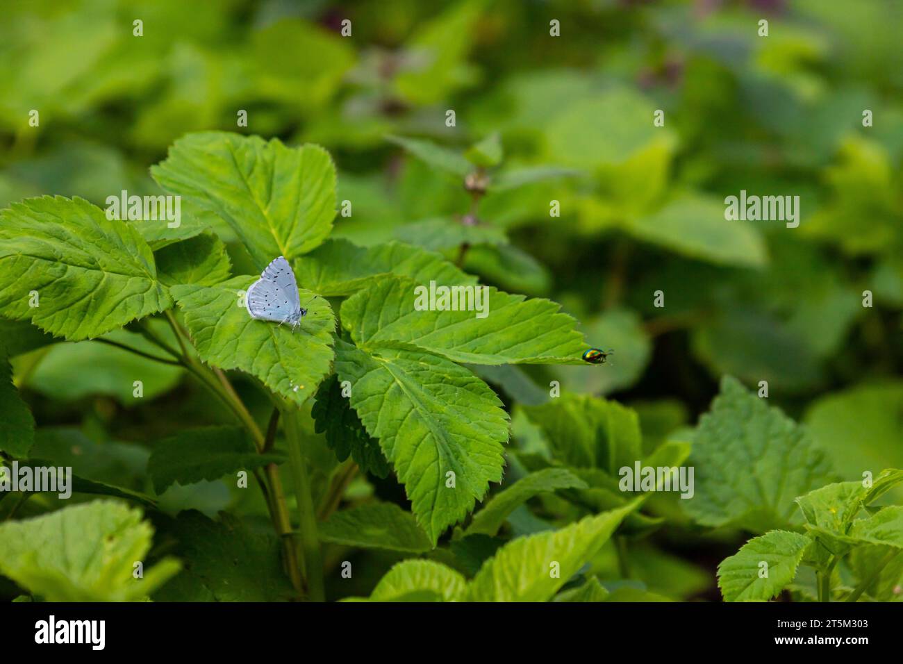 The Holly Blue butterfly Celastrina argiolus, wings slightly apart ...