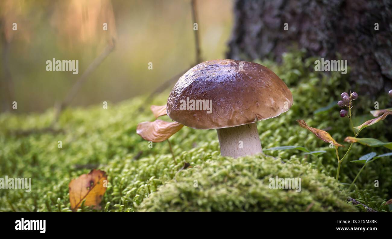 Penny Bun or Boletus edulis, Cep mushroom growing in the woods ...