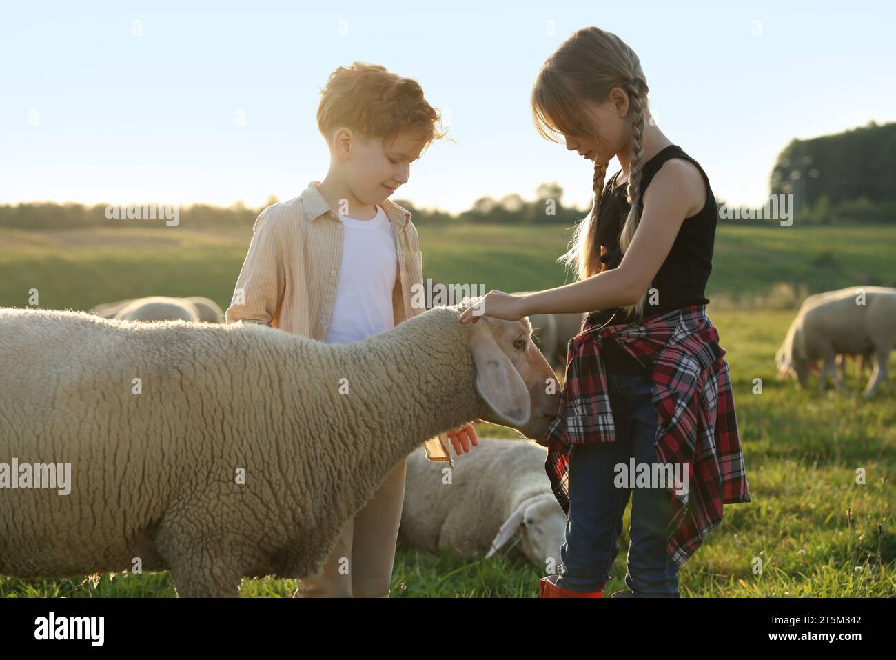 Primary school farm sheep hi-res stock photography and images - Alamy