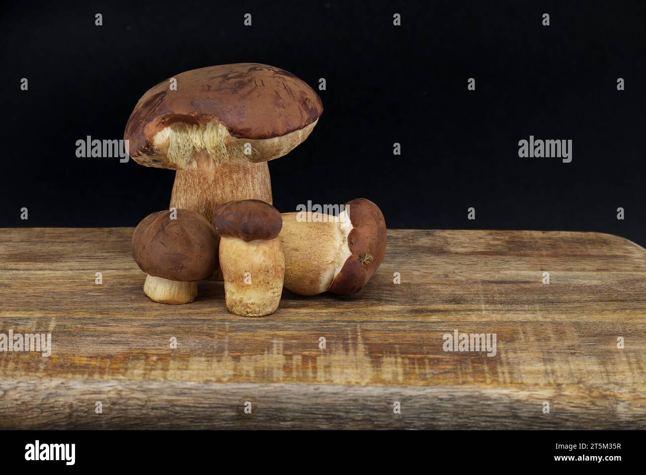 Boletus pinophilus, commonly known as the pine bolete or pinewood king ...