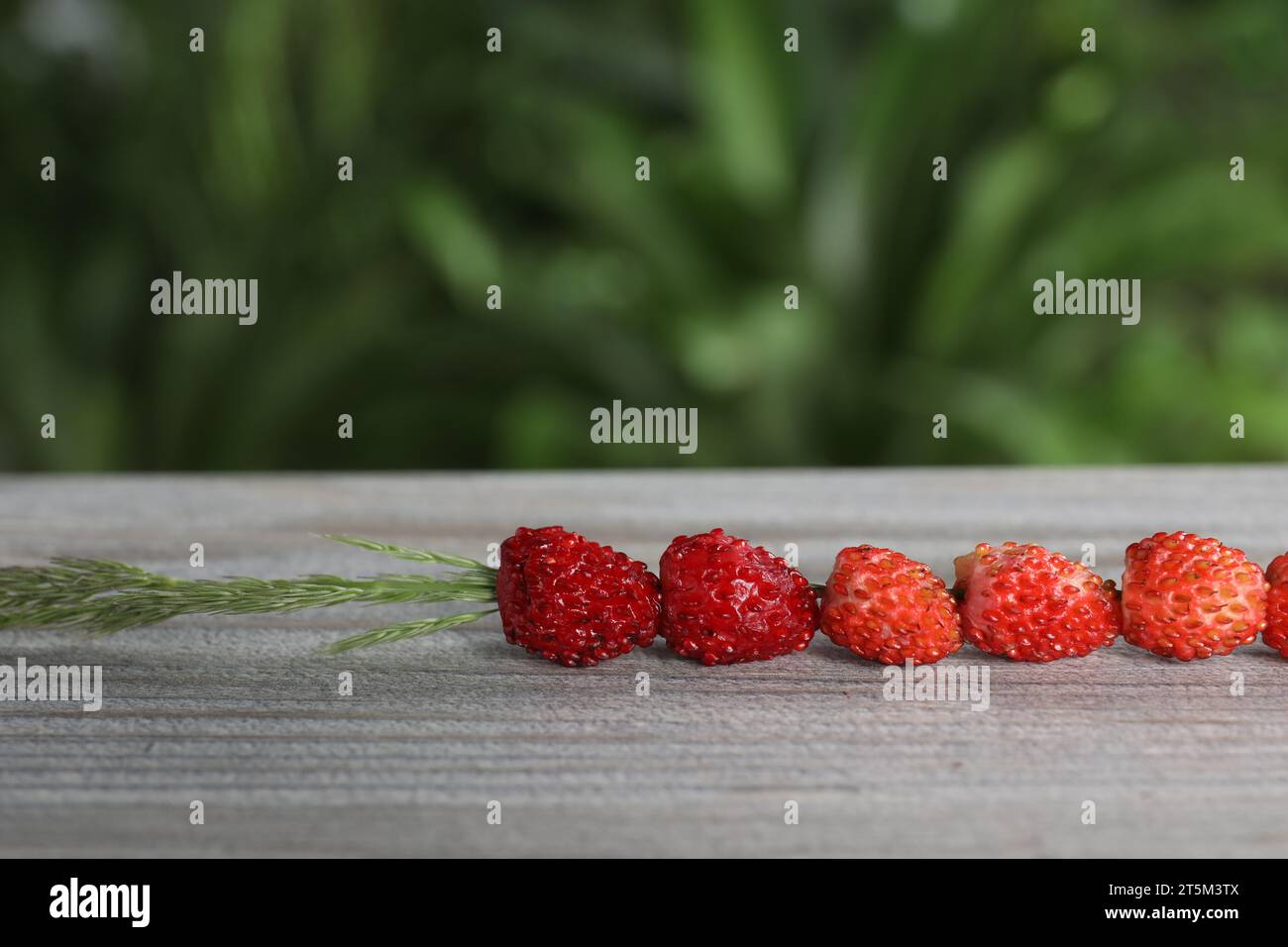 Wild strawberries on stem hi-res stock photography and images - Alamy
