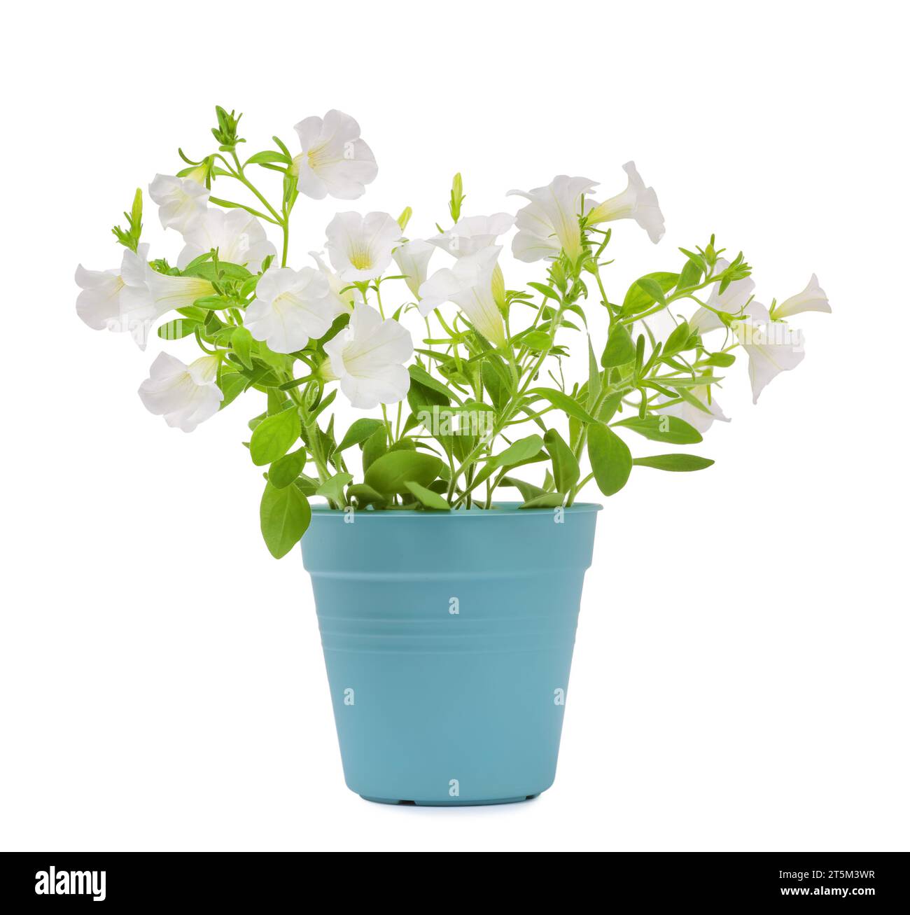 Beautiful petunia flowers in light blue pot isolated on white Stock ...