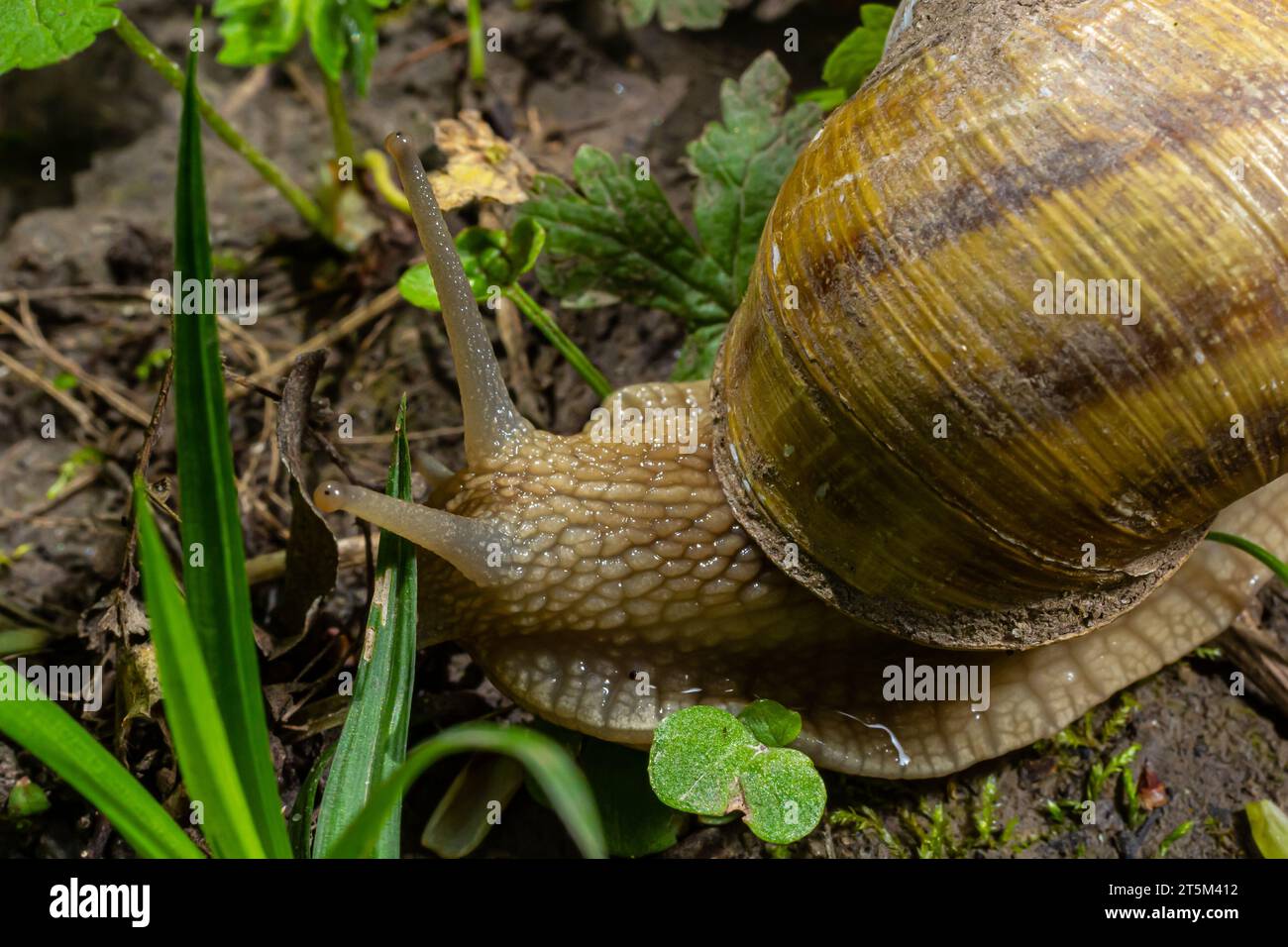 Helix pomatia also Roman snail, Burgundy snail, edible snail or ...