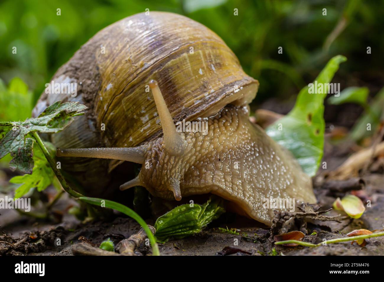 Helix pomatia also Roman snail, Burgundy snail, edible snail or ...