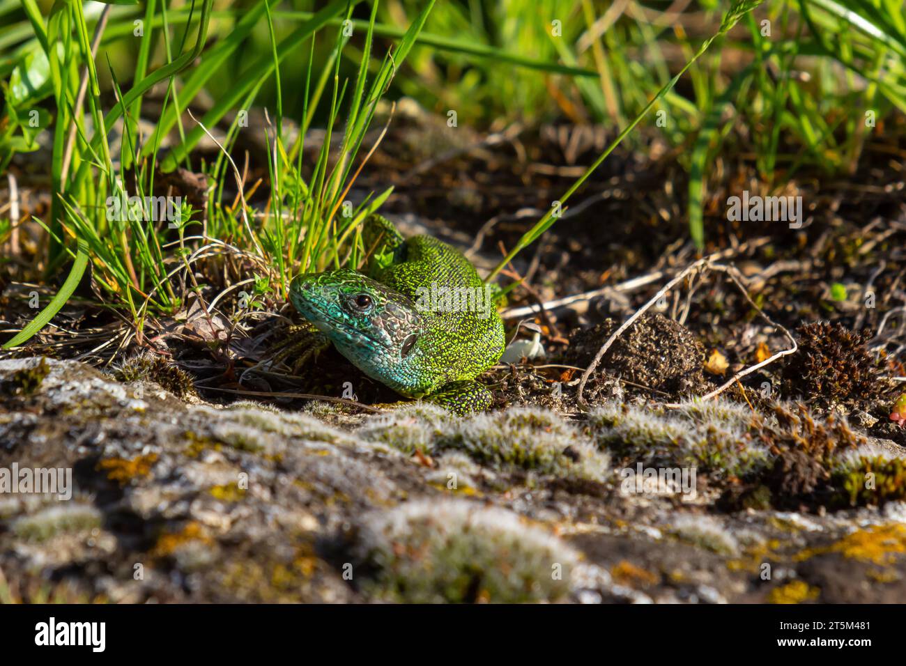 European green lizard Lacerta viridis emerging from the grass exposing ...