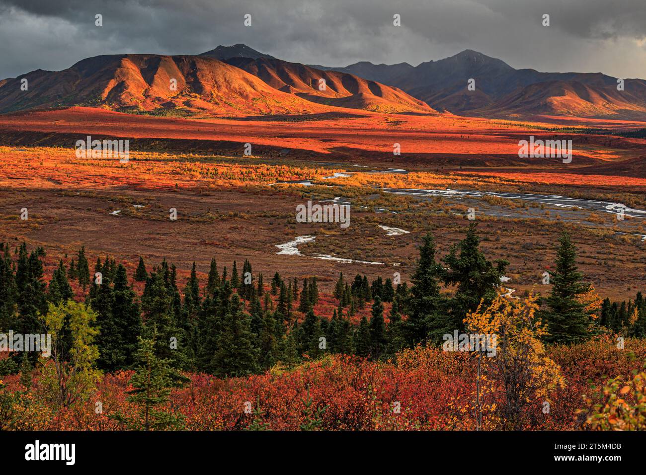 Fall in Denali National Park, Denali Park Road, Alaska, USA Stock Photo ...