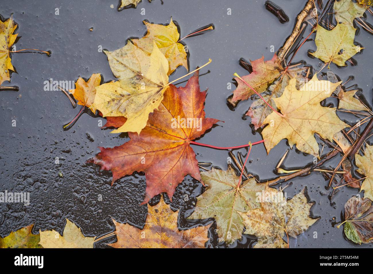 A pile of fallen leaves in a puddle after the rain. Autumn season Stock ...