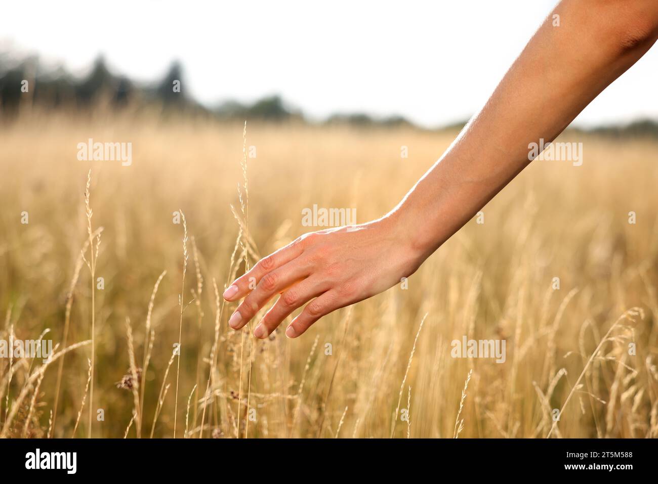 Feeling freedom. Woman walking through meadow and touching reed grass ...