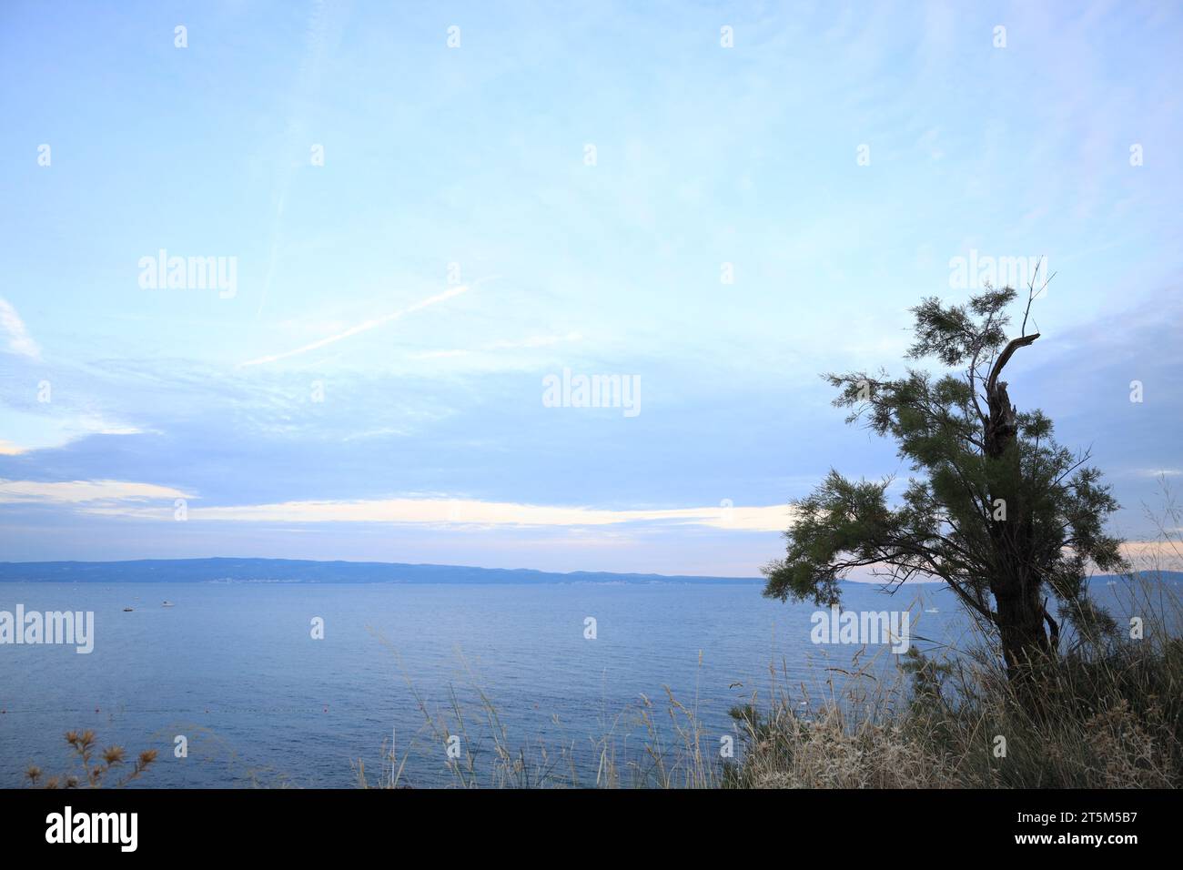 Growing near the sea shore hi-res stock photography and images - Alamy