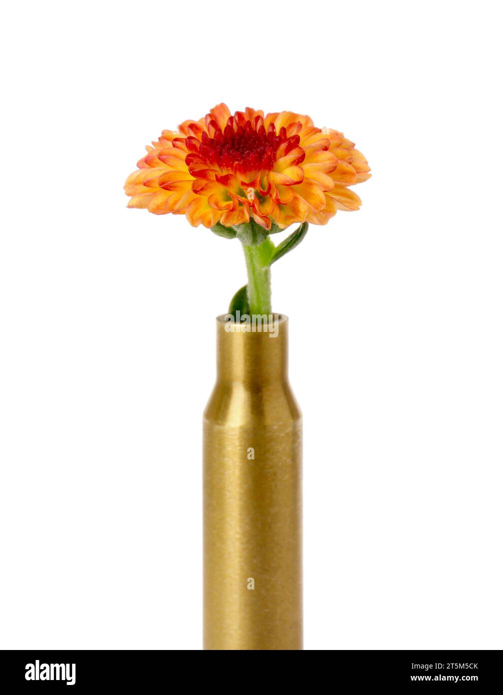 Beautiful flower in bullet case isolated on white Stock Photo - Alamy