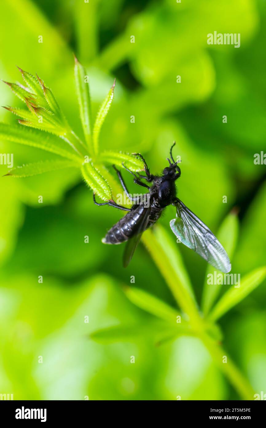 Bibio marci is a fly from the family Bibionidae called March flies and ...