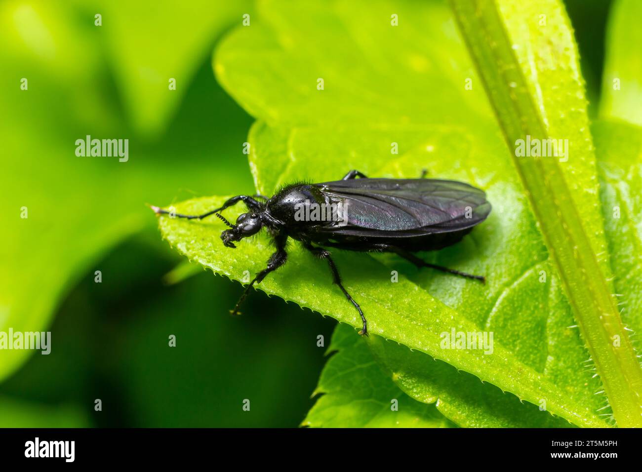Bibio marci is a fly from the family Bibionidae called March flies and ...