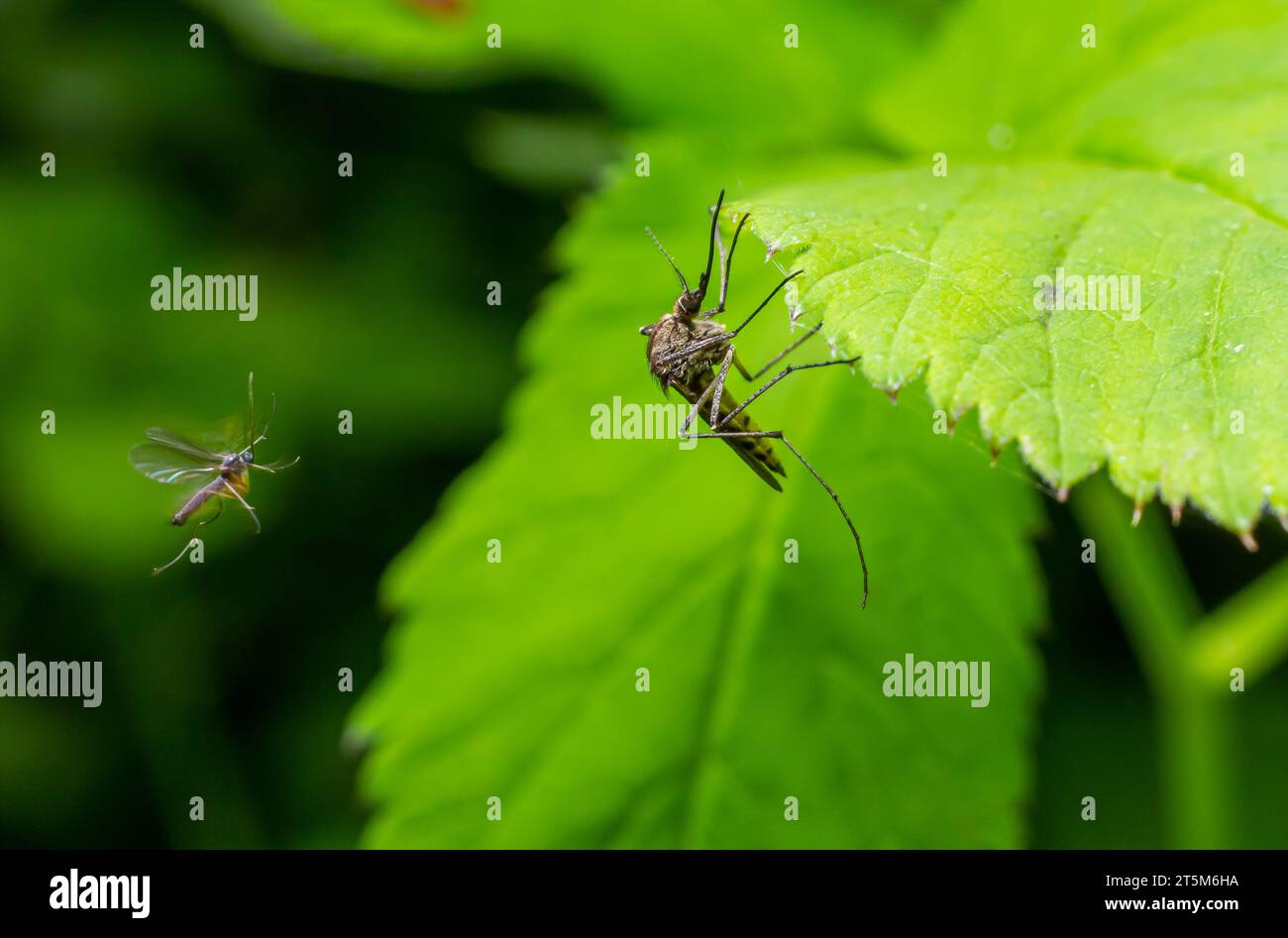 macro normal female mosquito isolated on green leaf Stock Photo - Alamy
