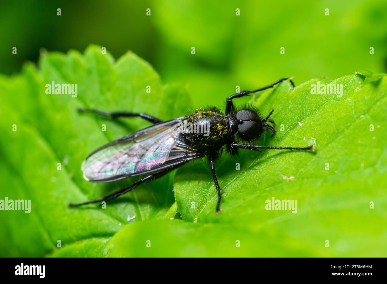 Bibio marci is a fly from the family Bibionidae called March flies and ...