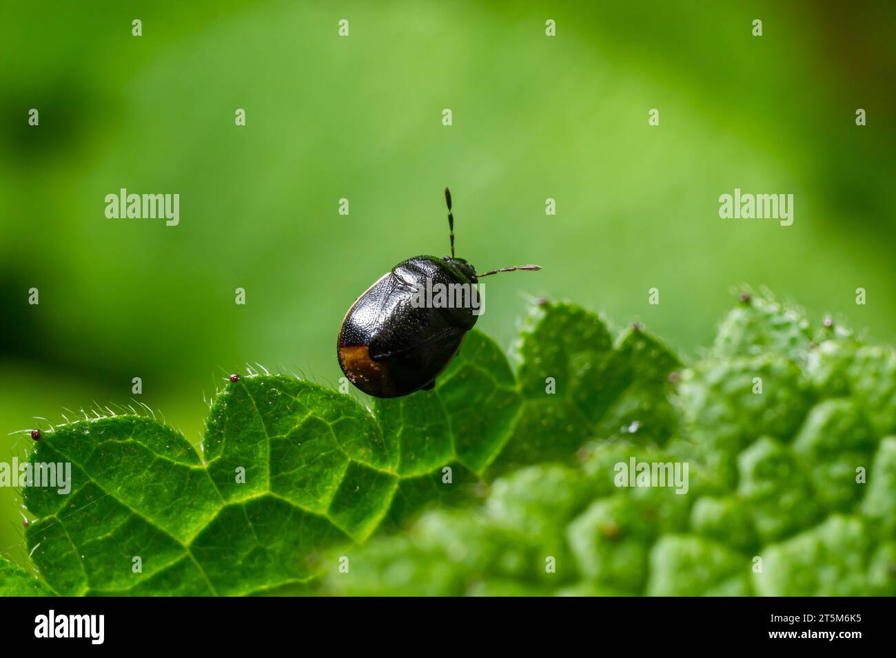 Bordered shieldbug Legnotus limbosus on nettle. Small black and white ...