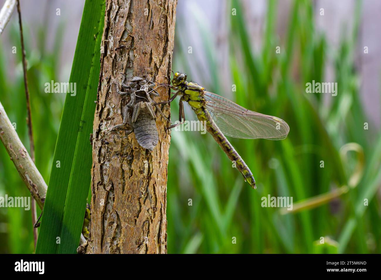 Larval dragonfly grey shell. Nymphal exuvia of Gomphus vulgatissimus ...