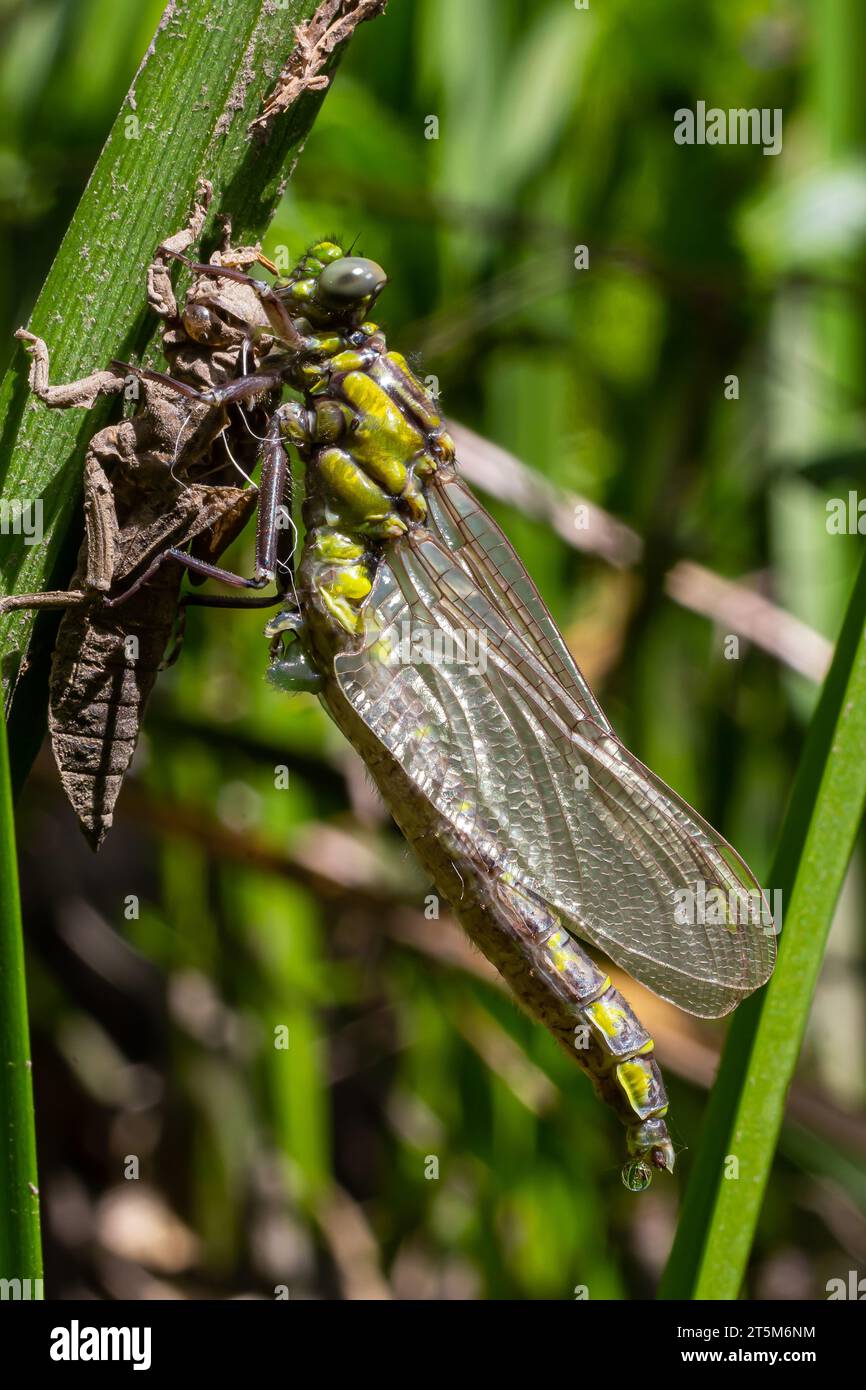 Larval dragonfly grey shell. Nymphal exuvia of Gomphus vulgatissimus ...