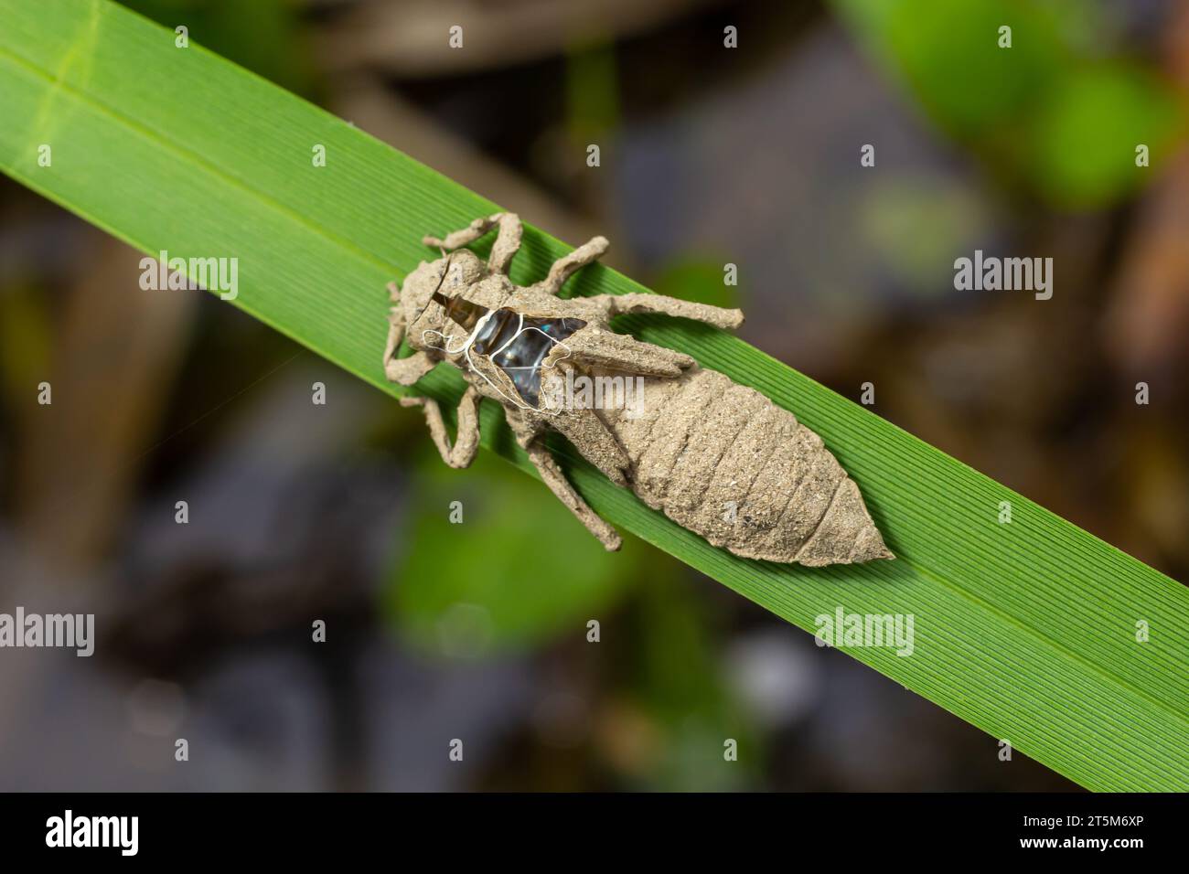 Larval dragonfly grey shell. Nymphal exuvia of Gomphus vulgatissimus ...