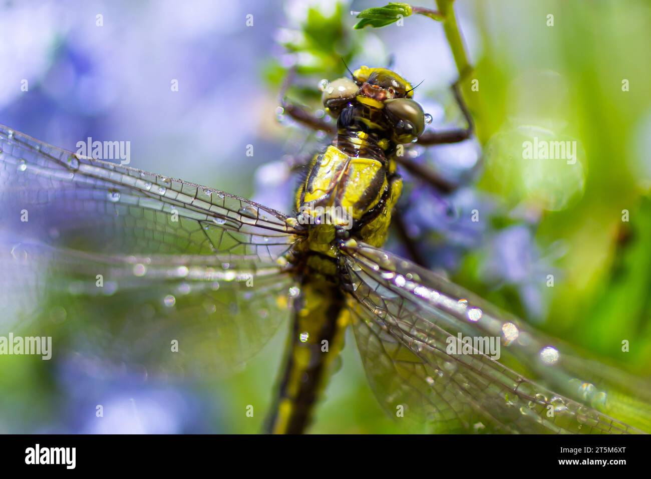 Dragonfly, Gompha vulgaris Gomphus vulgatissimus on the plant by lake ...