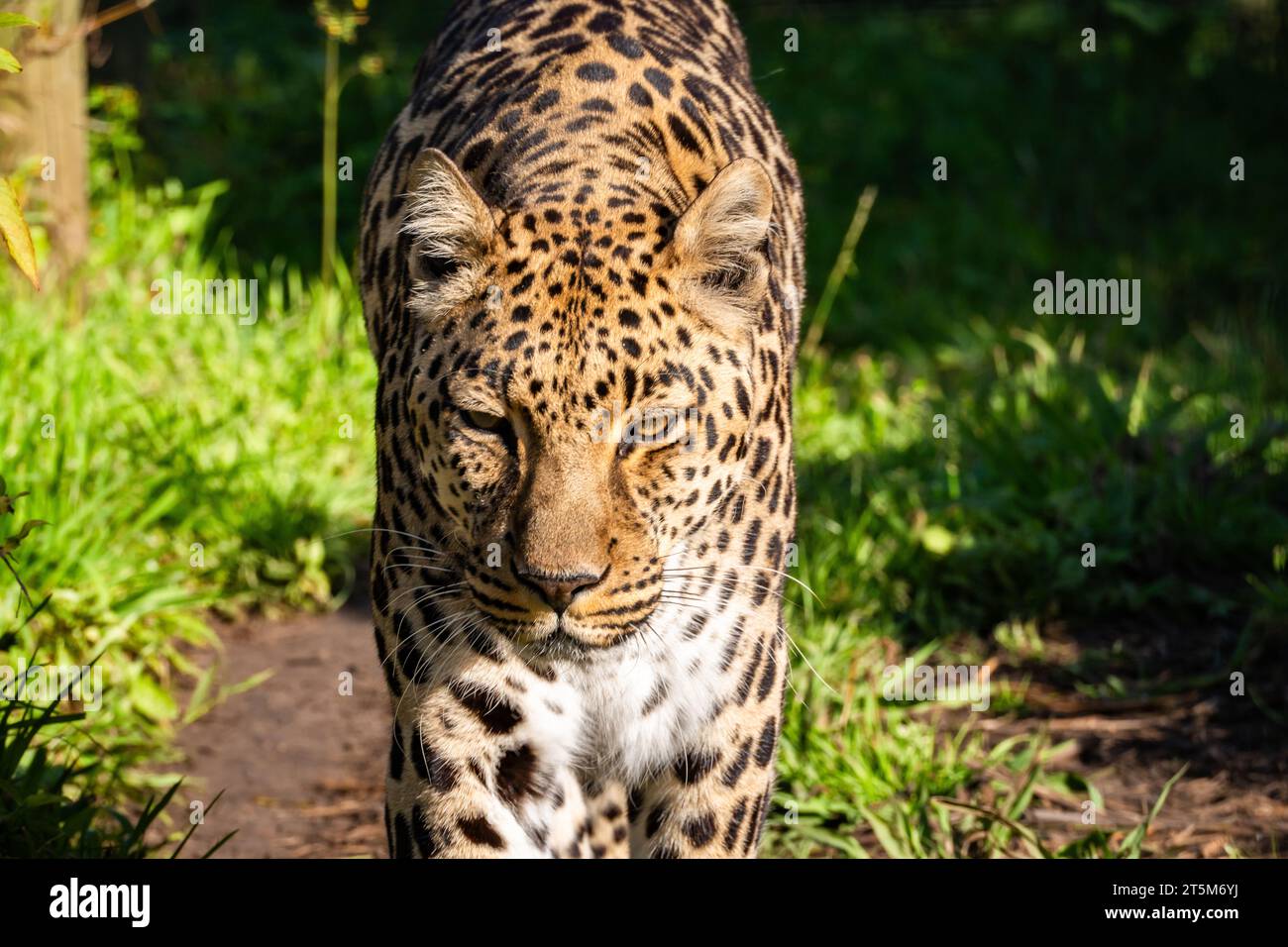 Leopard in Tenikwa Wildlife Rehabilitation and Awareness Centre in ...