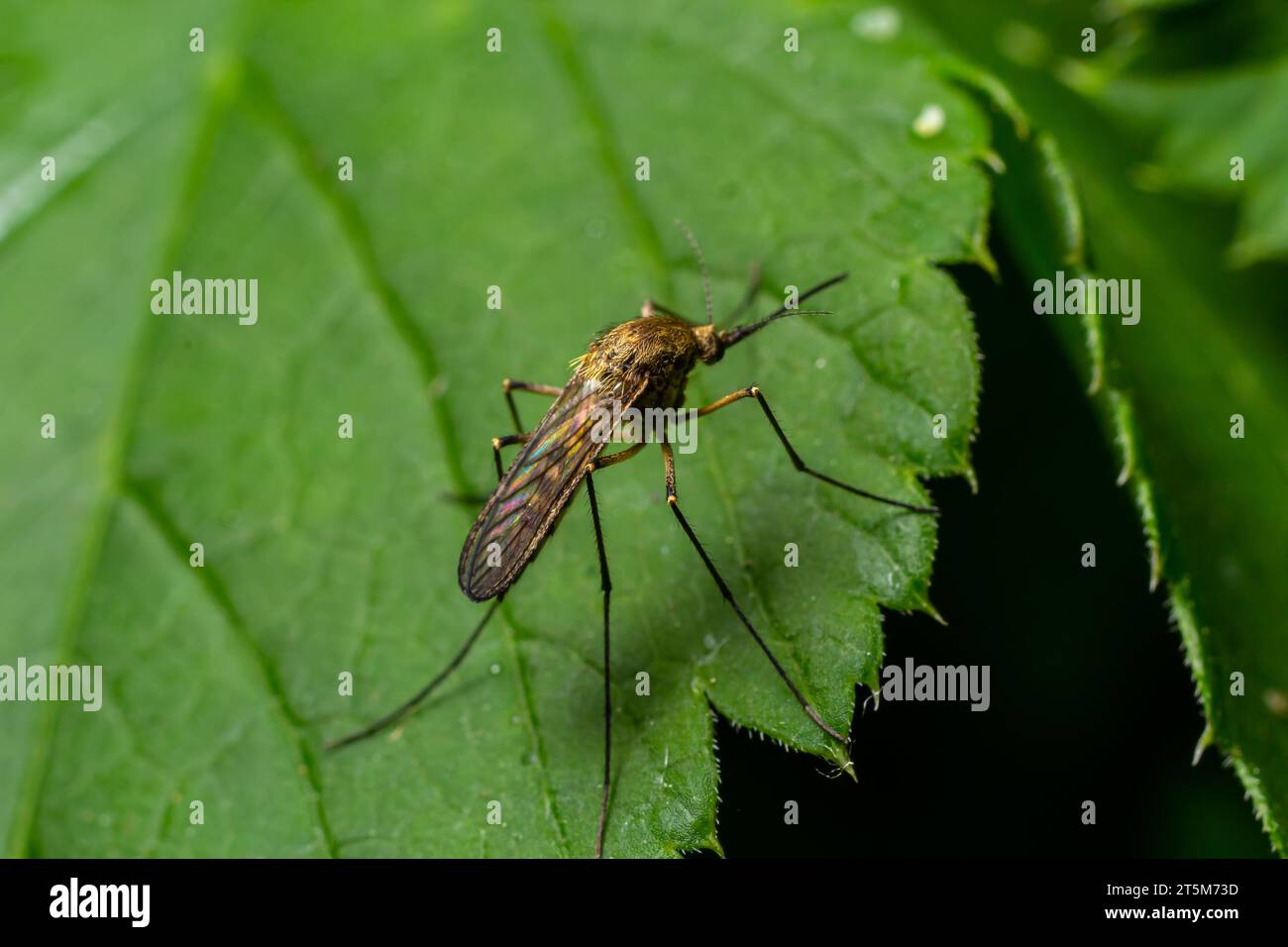 macro normal female mosquito isolated on green leaf Stock Photo - Alamy