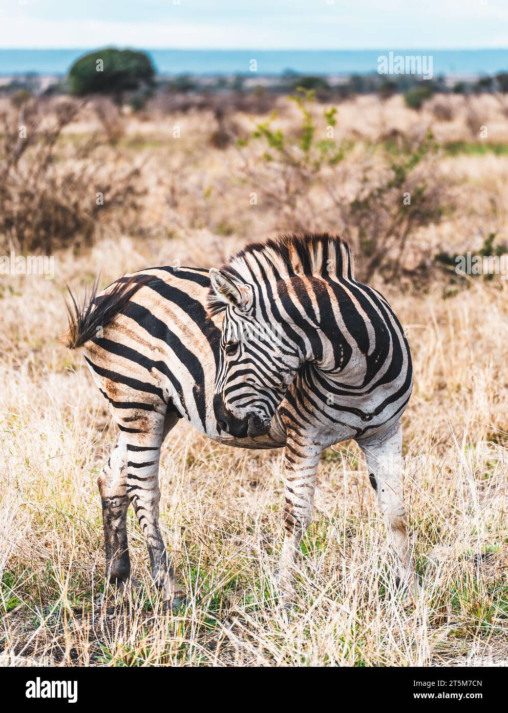 Wild zebra close ups in Kruger National Park, South Africa Stock Photo ...
