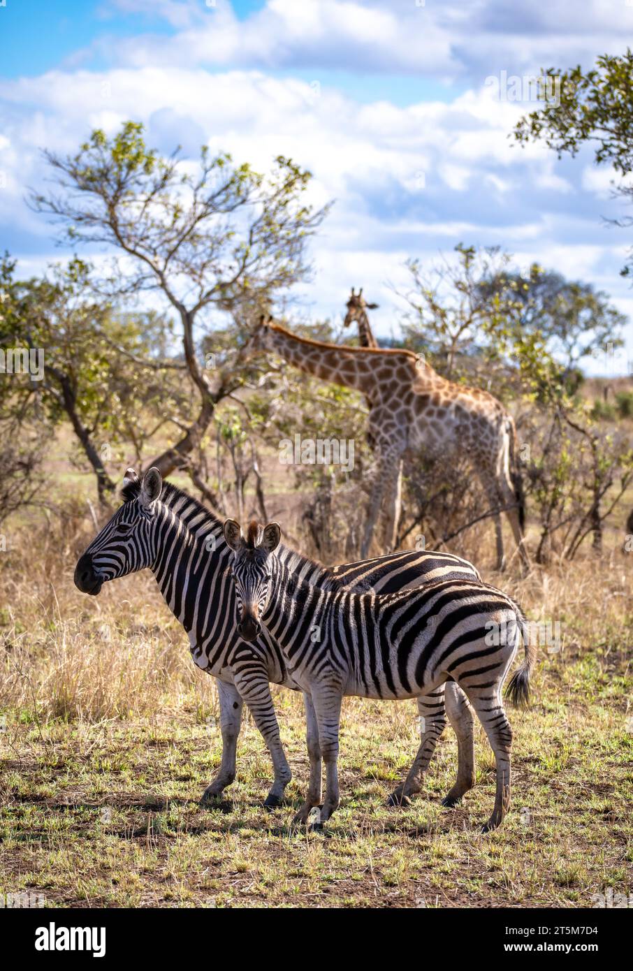 Wild zebra close ups in Kruger National Park, South Africa Stock Photo ...
