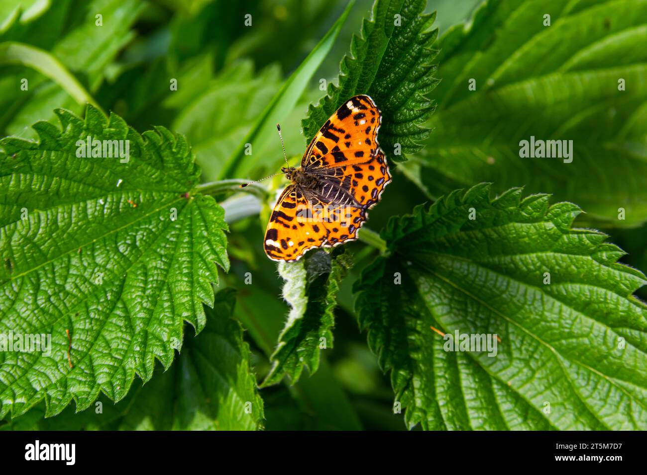 A closeup of a map butterfly Araschnia levana with open wings Stock ...