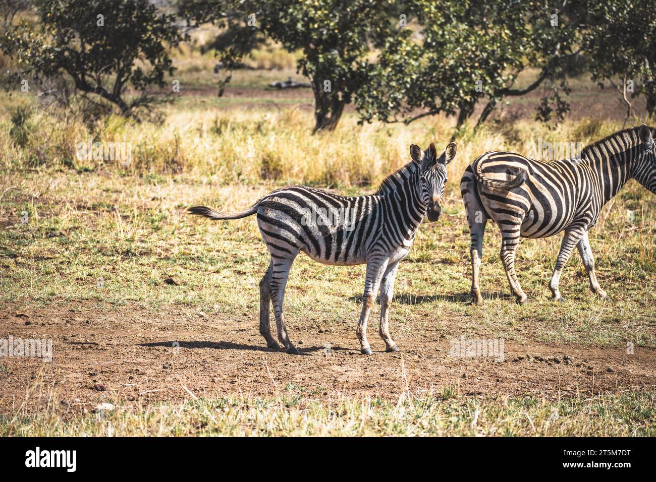 Wild zebra close ups in Kruger National Park, South Africa Stock Photo ...