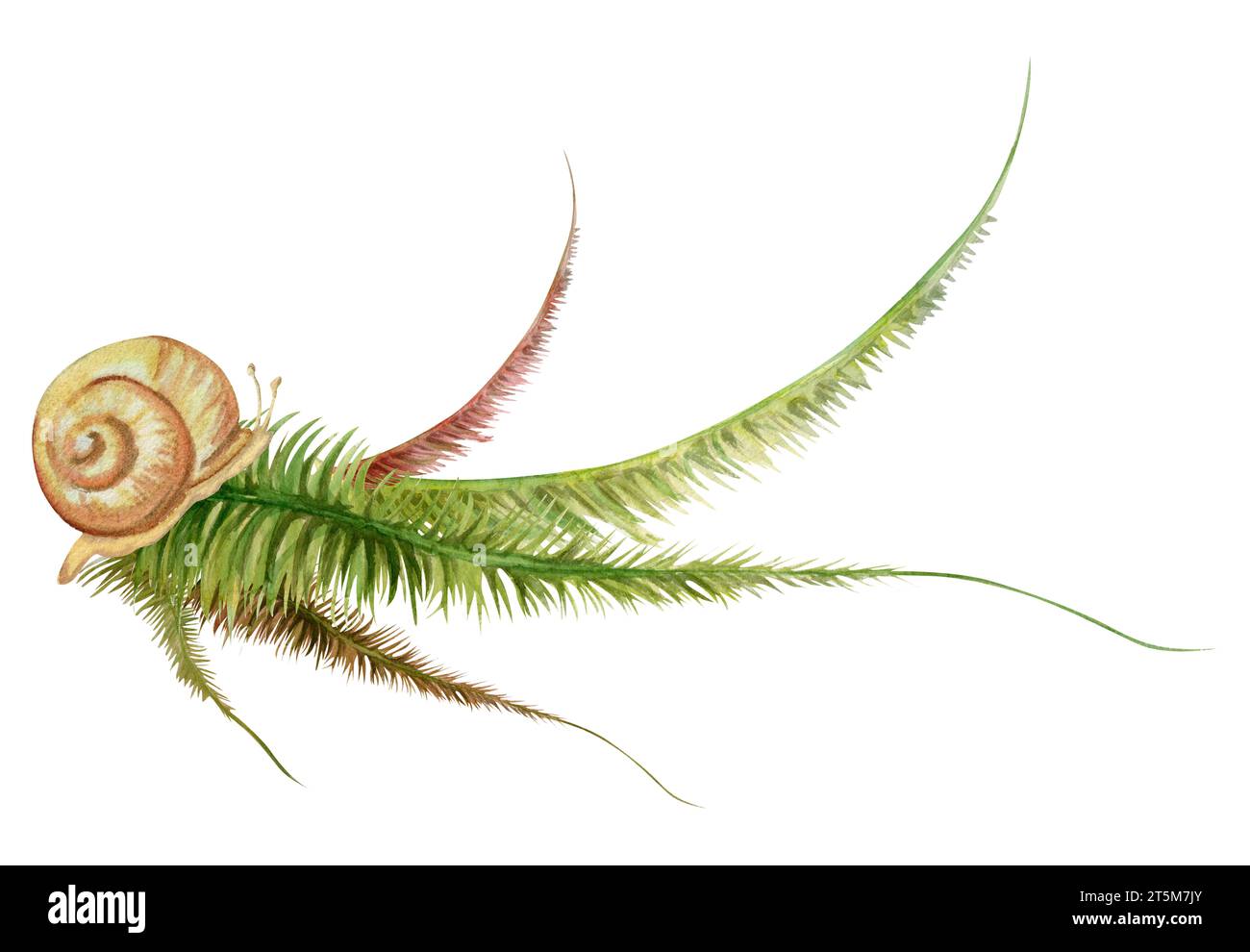 Hand drawn watercolor aquarium snail shell, algae and aquatic plants ...