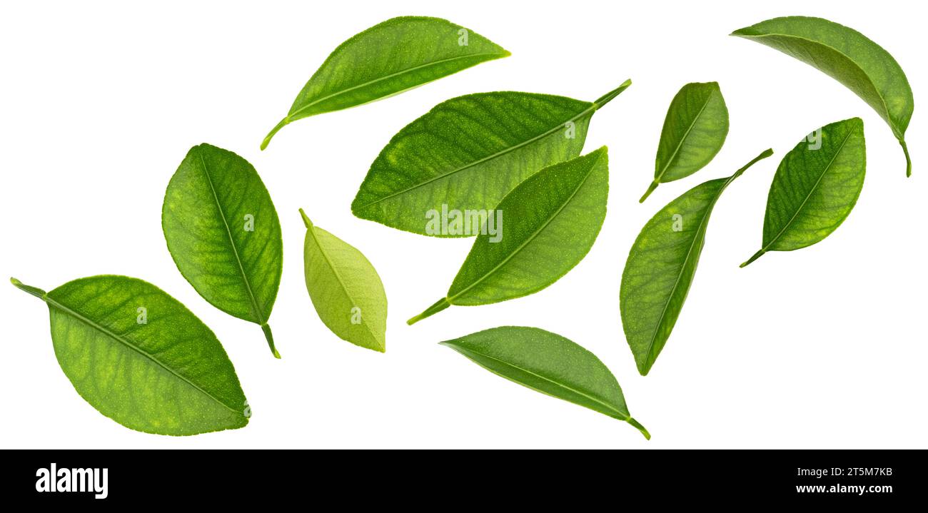 Falling citrus leaves isolated on white background Stock Photo - Alamy