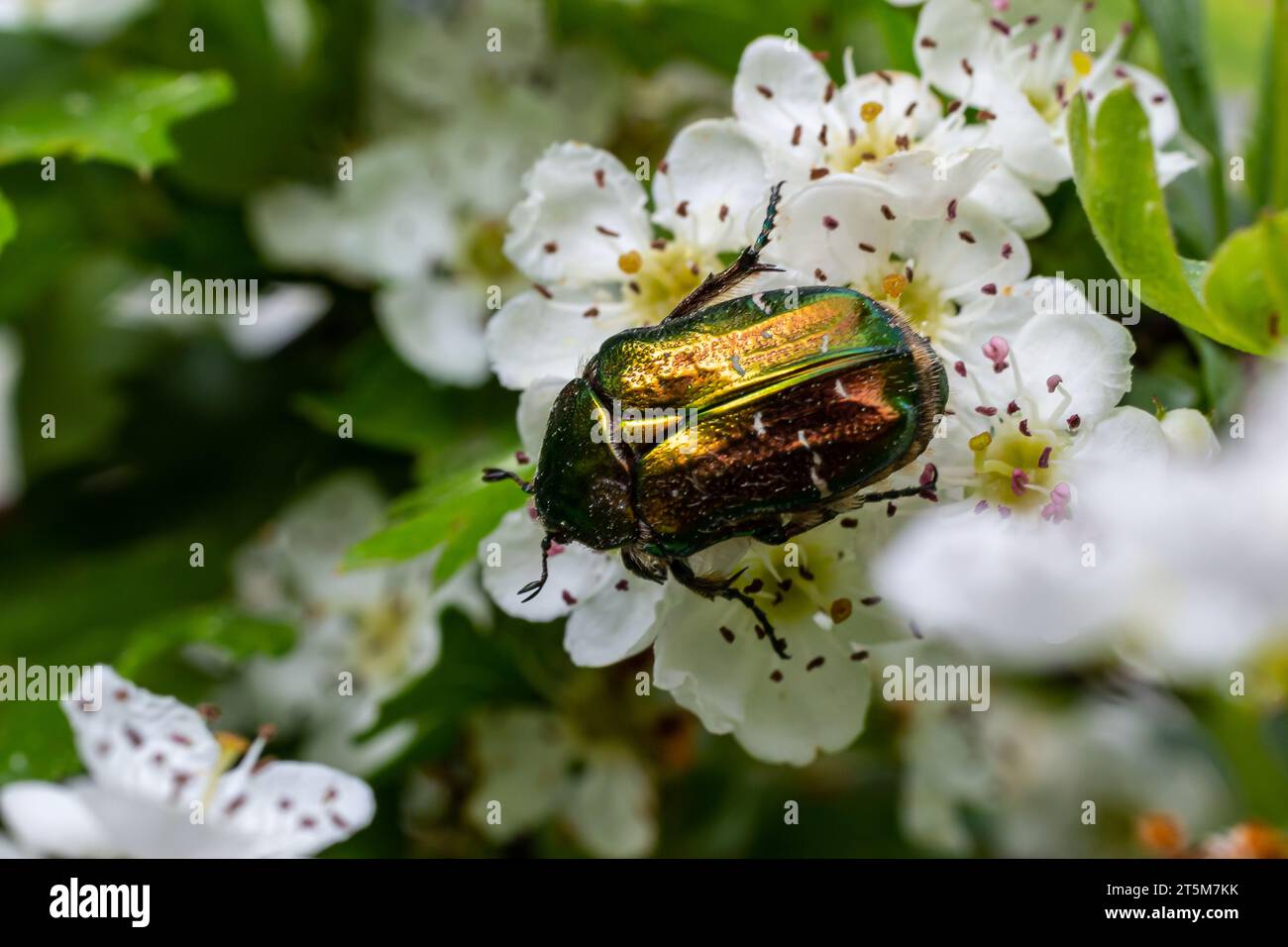 Cetonia aurata on hawthorn hi-res stock photography and images - Alamy
