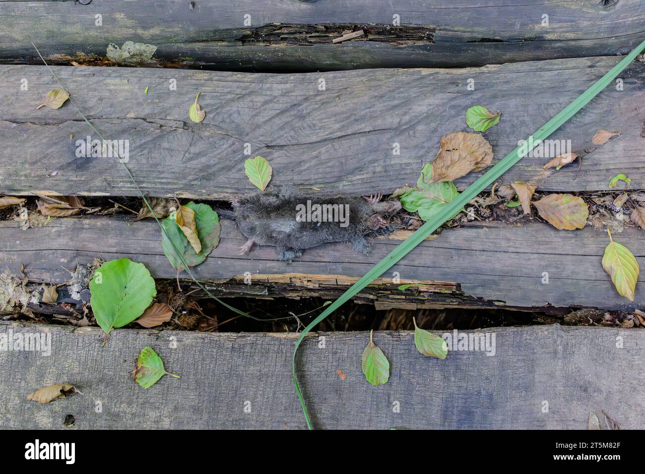 A dead rat lies between two wooden planks on a path Stock Photo - Alamy