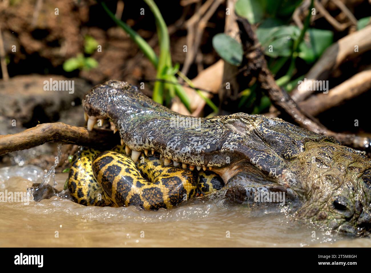 yacare caiman fighting with anaconda in Pantanal (CTK Photo/Ondrej ...