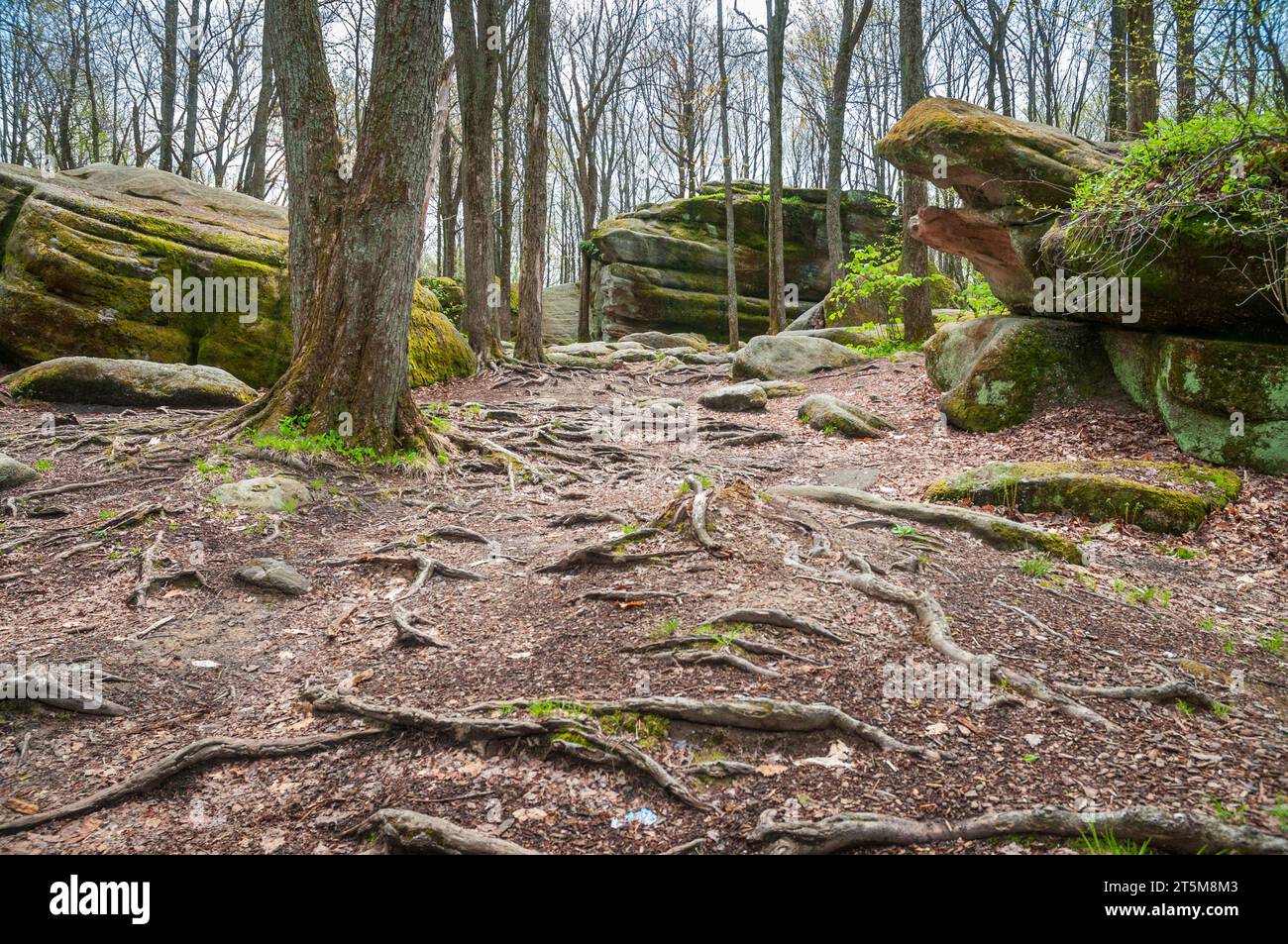 Thunder Rocks Area of Allegany State Park in New York State Stock Photo ...