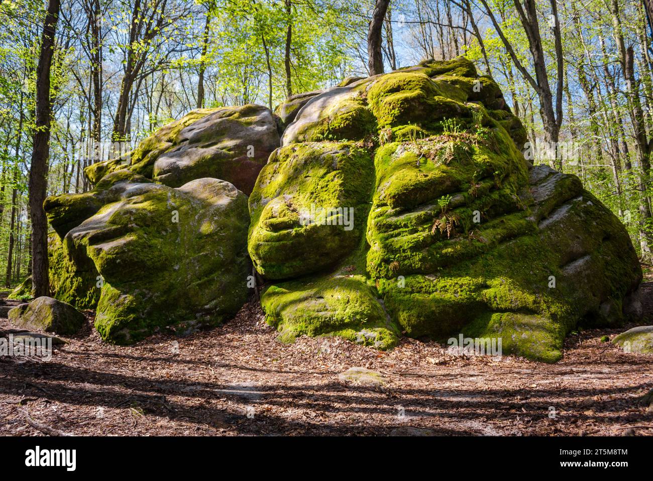 Thunder Rocks Area of Allegany State Park in New York State Stock Photo ...