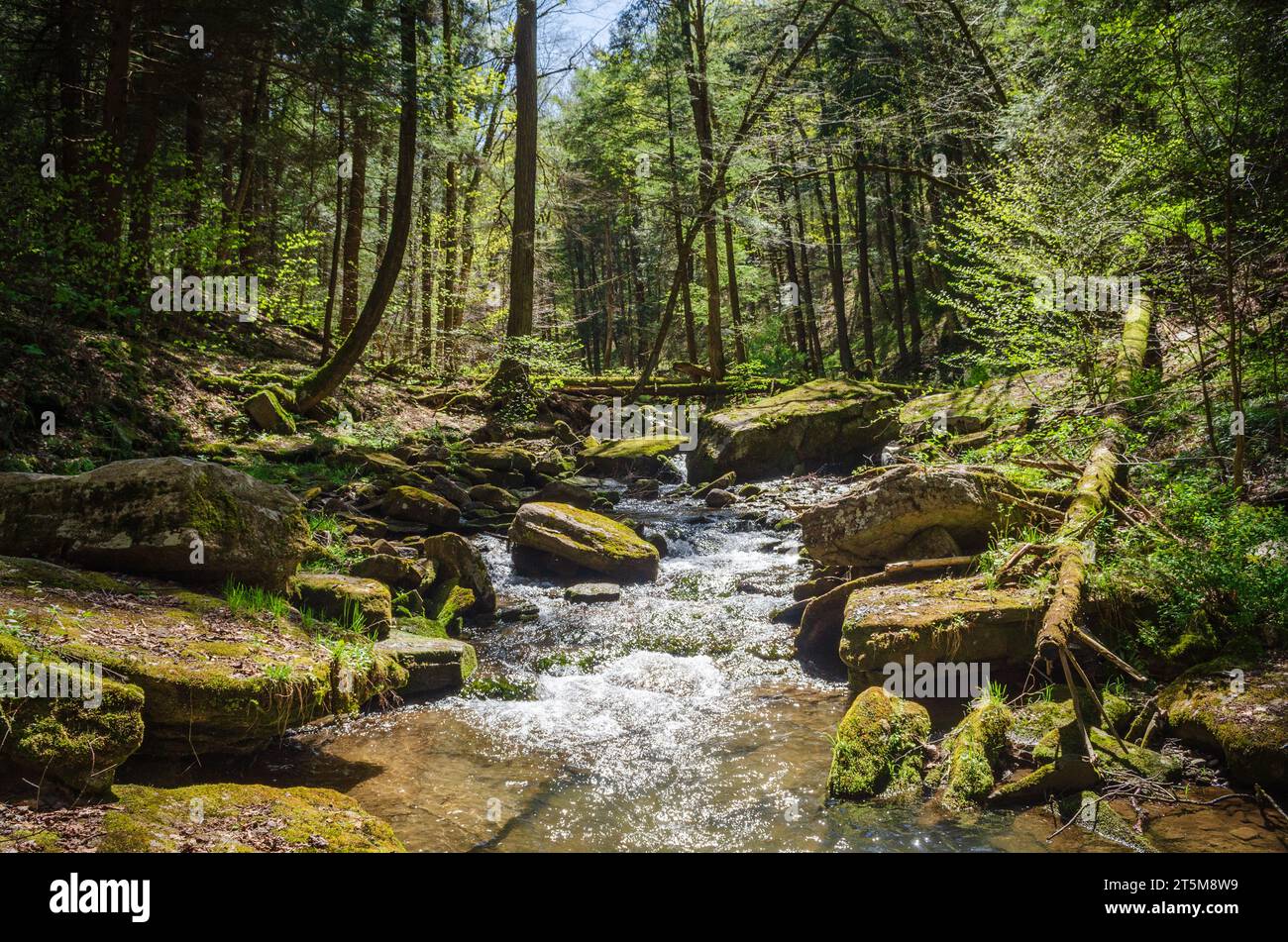 A Stream at Allegany State Park in New York State Stock Photo - Alamy