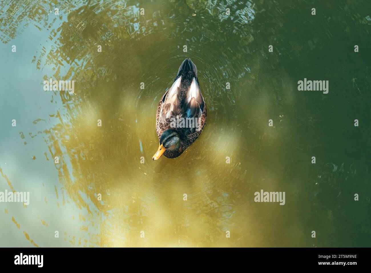 Female mallard duck in a pond, top view Stock Photo - Alamy