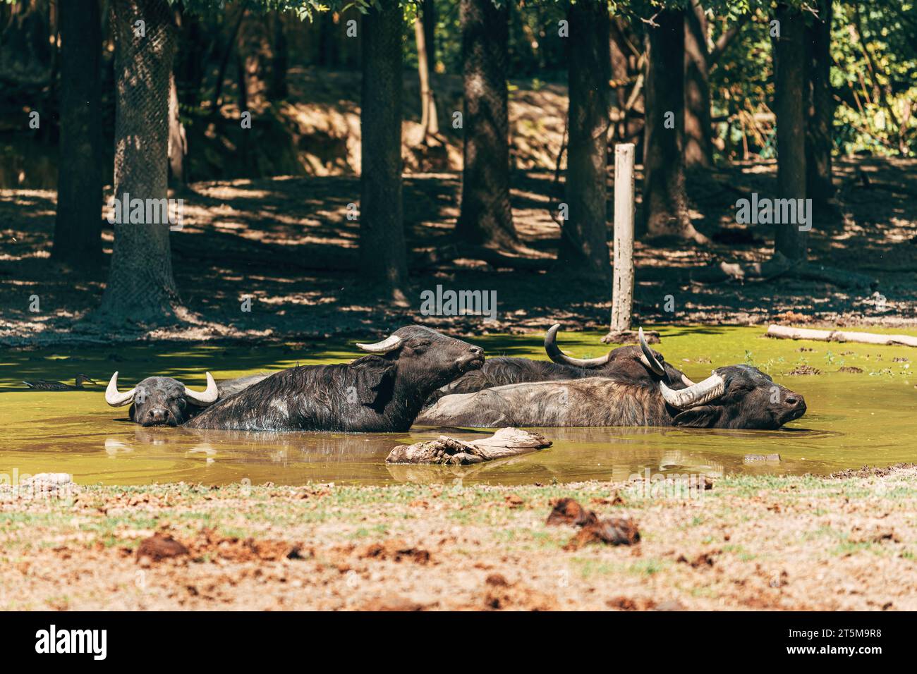 Group of water buffaloes in pond during summer heat, selective focus ...