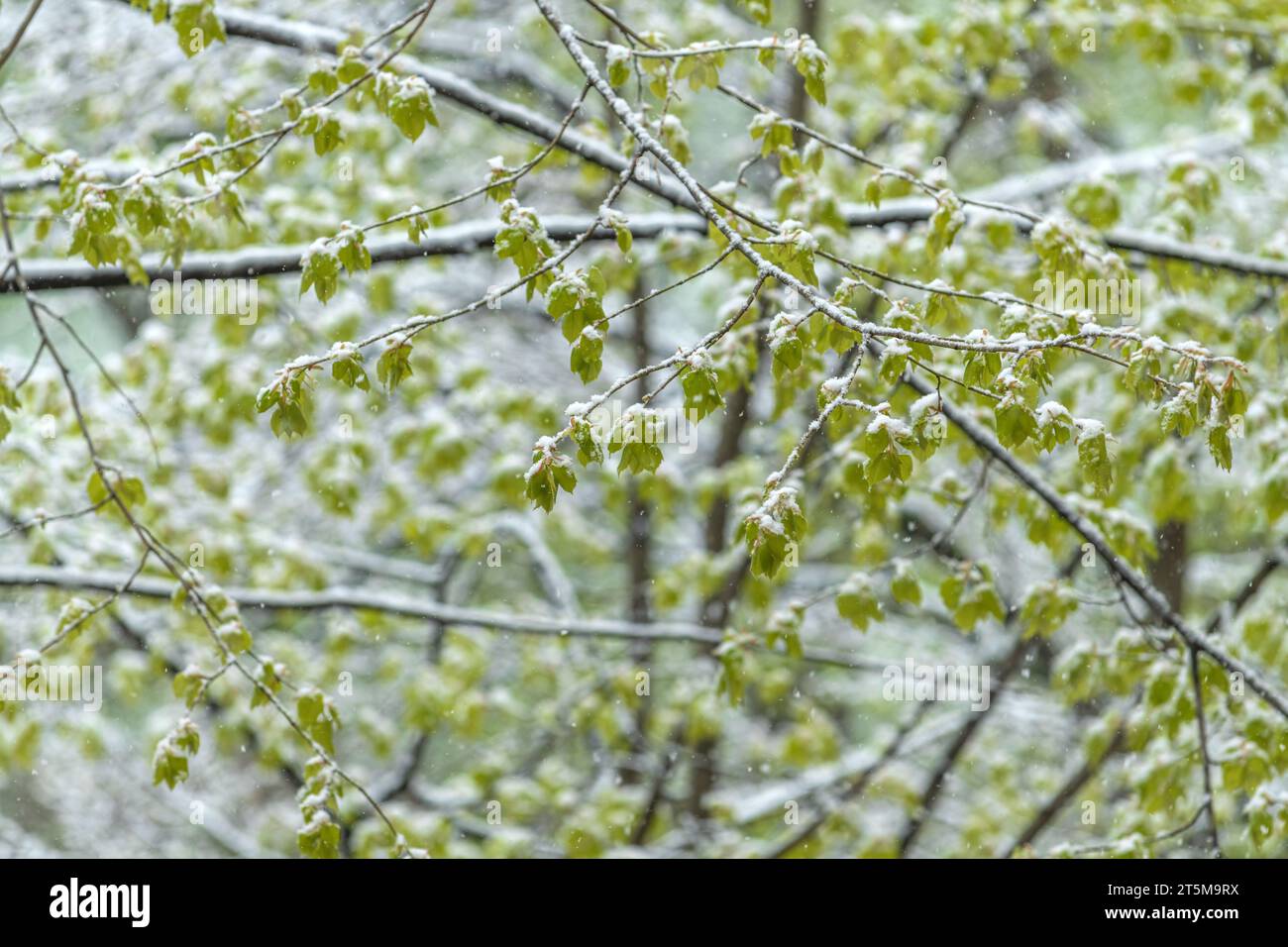 Snow in spring. Snowflakes delicately fall on tree branches adorned ...