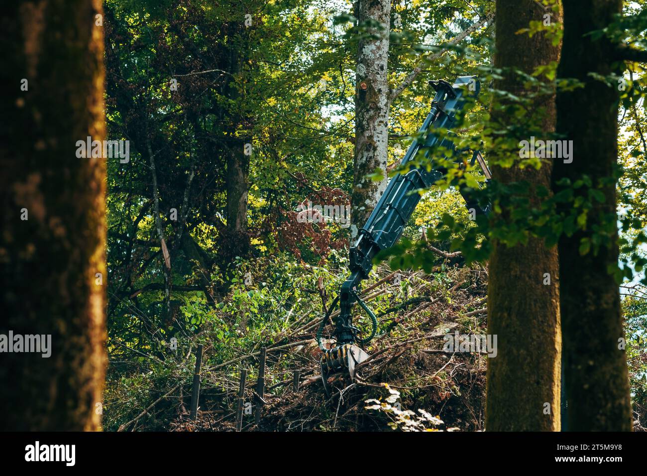 Deforestation machinery working in forest woodland cutting tree trunks ...