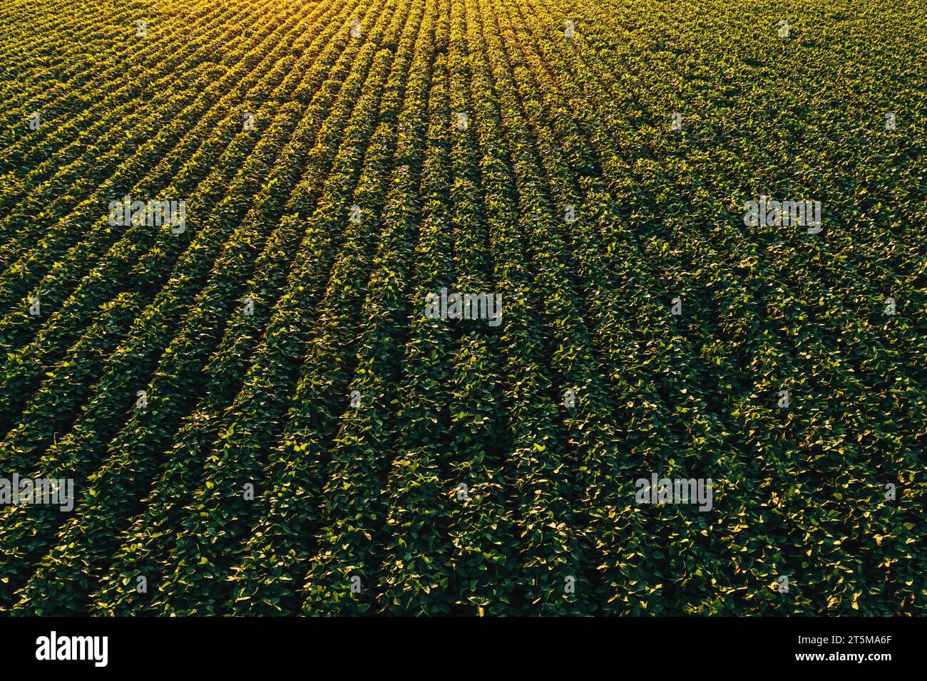 Aerial shot of cultivated soybean field from drone pov. High angle view ...