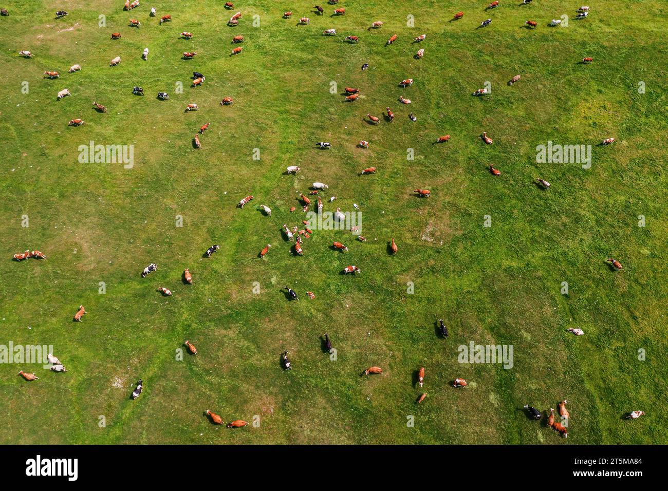 Cattle ranch aerial hi-res stock photography and images - Alamy