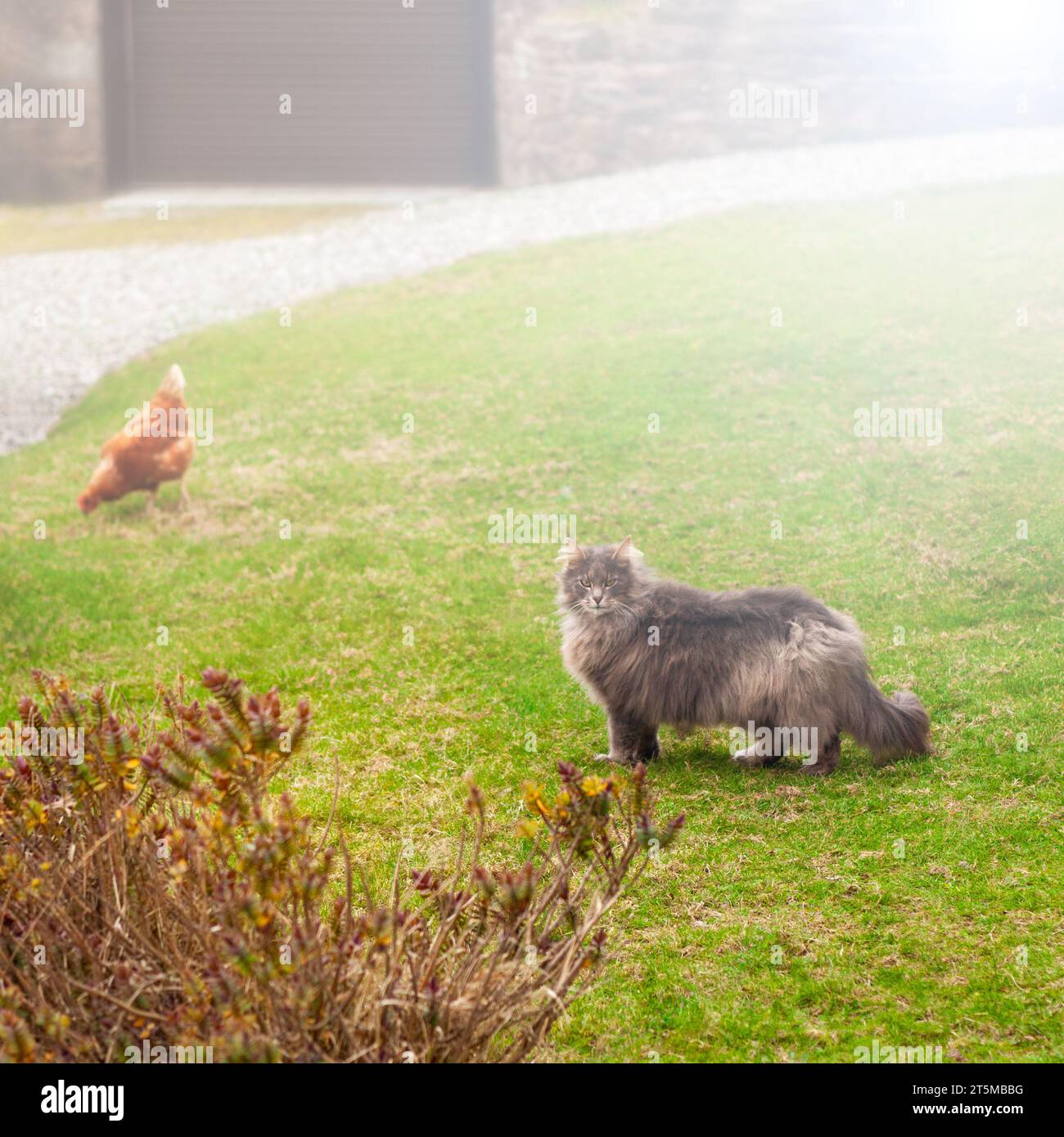 Wild looking Norwegian Forest Cat outdoors sneaking up on a chicken ...